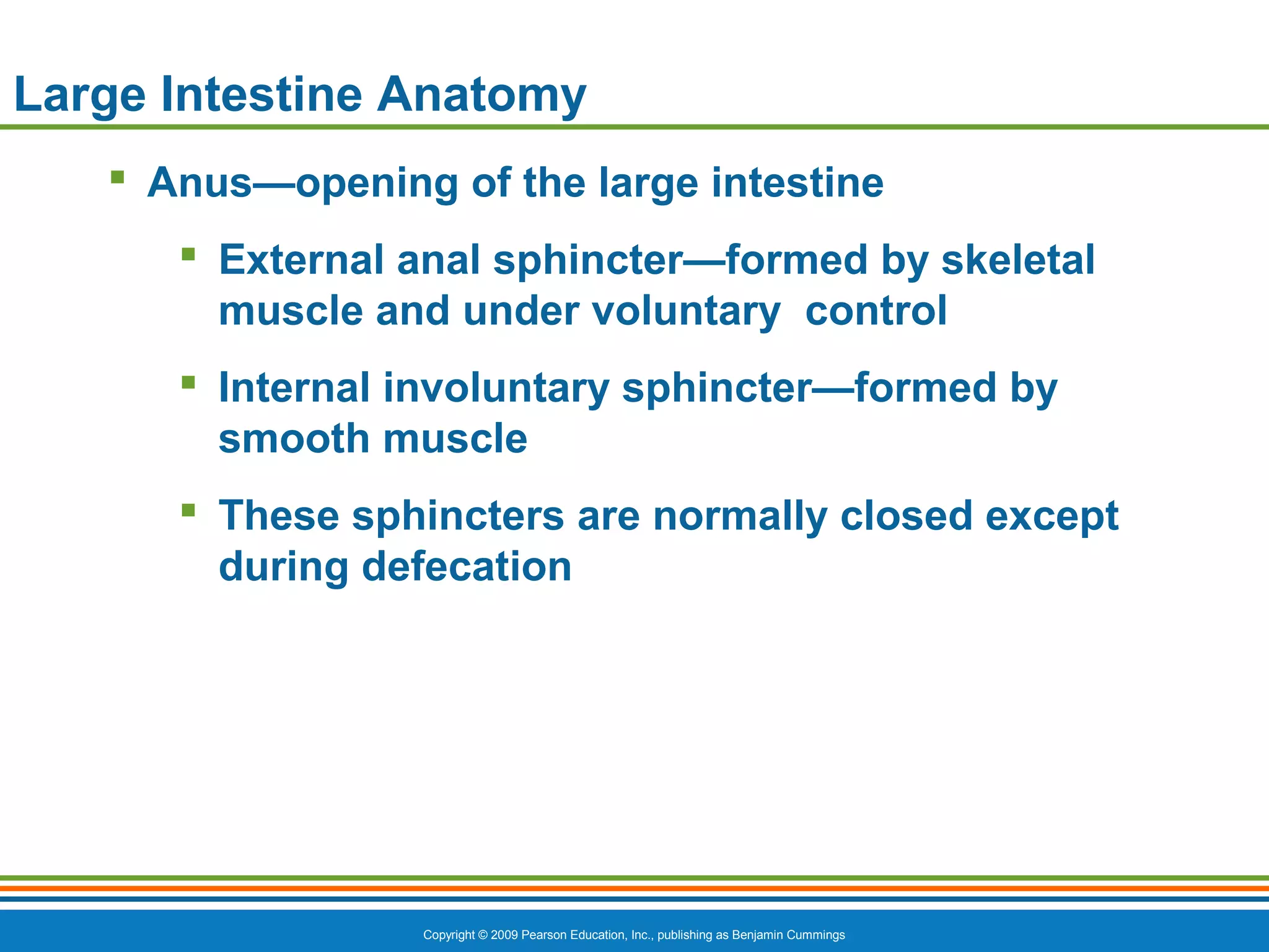 Ch14ppt digestive honors | PPT