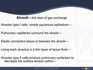 Ch 15 Respiratory System | PPT