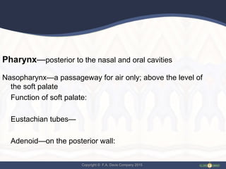 Ch 15 Respiratory System | PPT