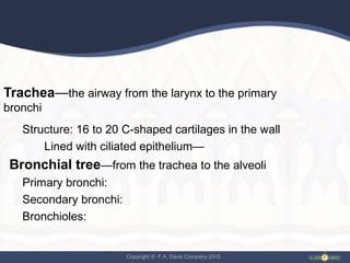 Ch 15 Respiratory System | PPT