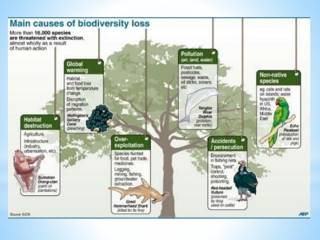 Ch 15 - Biodiversity and Conservation || Class 12 || | PPTX | Geography ...