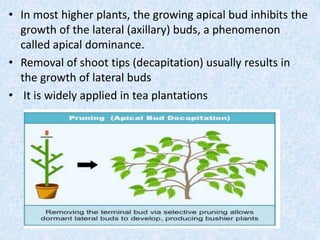 PLANT GROWTH REGULATORS | PPTX
