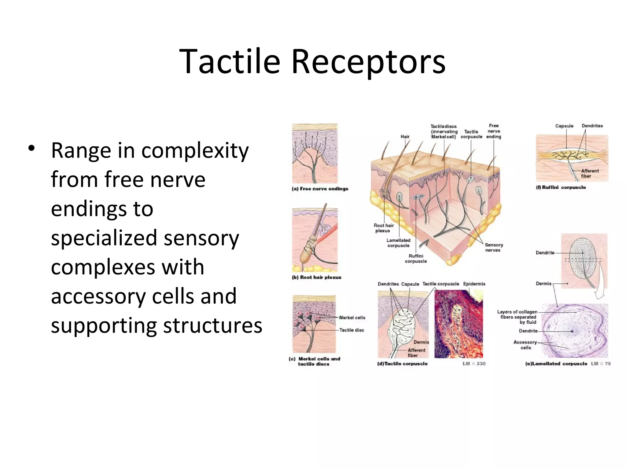 Ch 15 sensory pathways | PPT