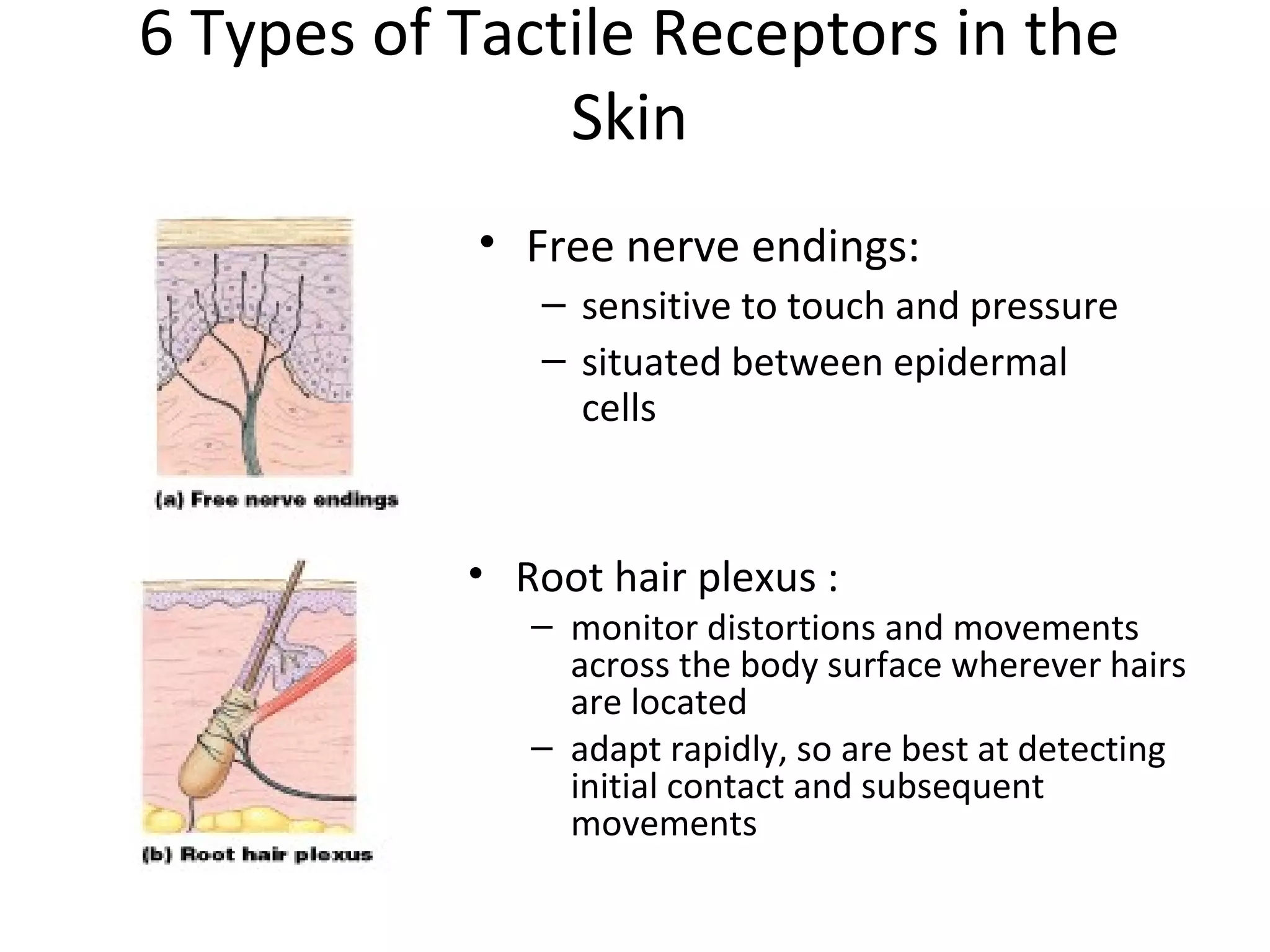 Ch 15 sensory pathways | PPT