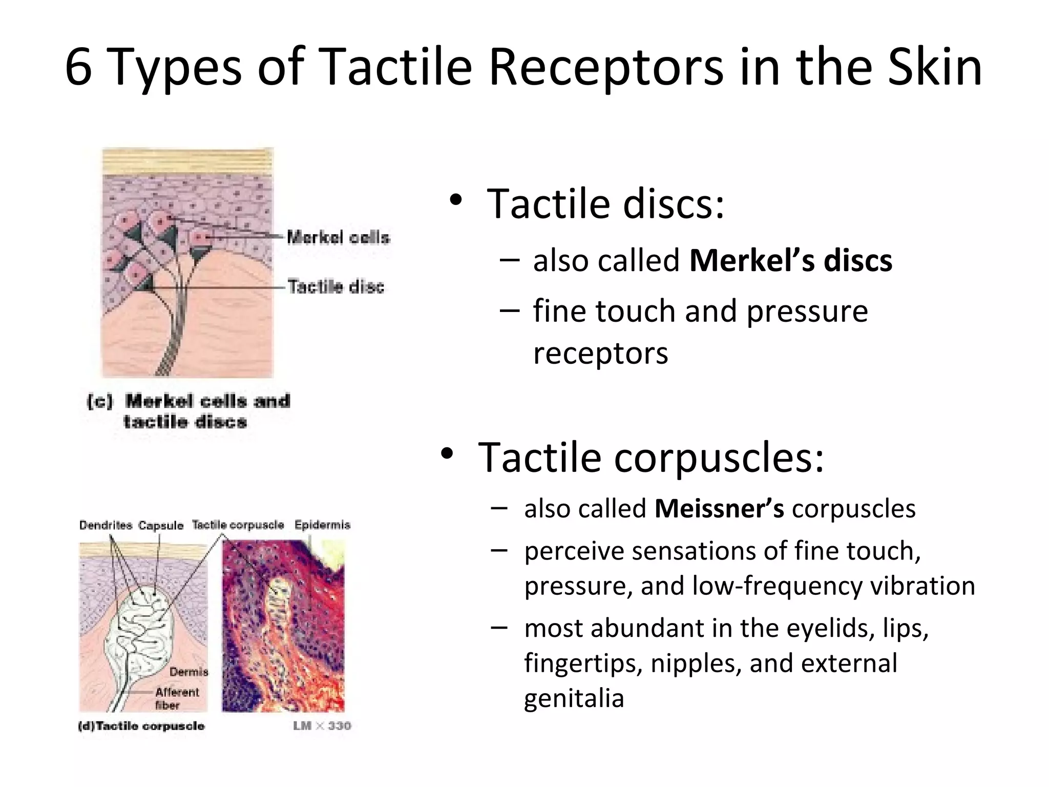 Ch 15 sensory pathways | PPT