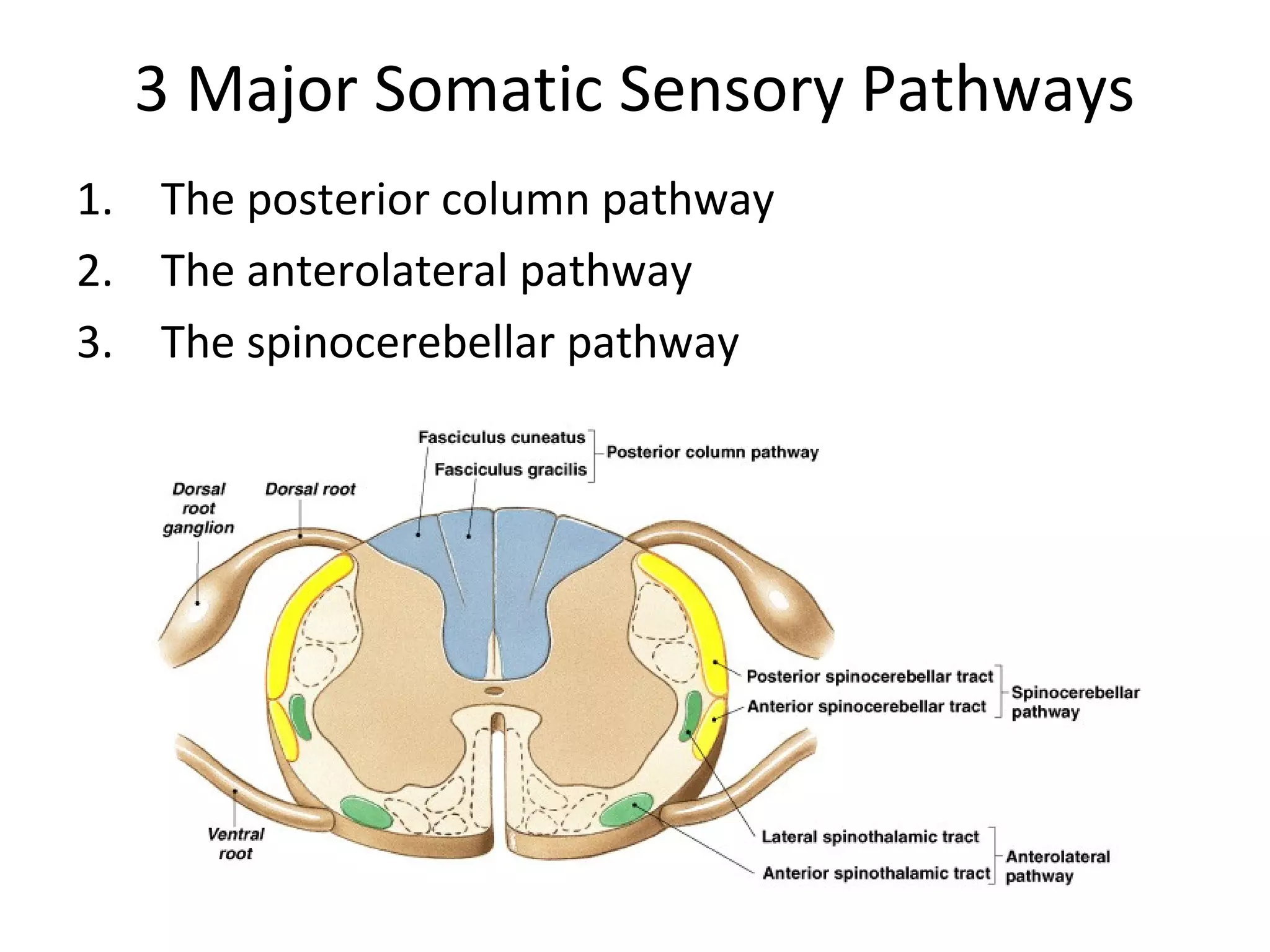 Ch 15 sensory pathways | PPT