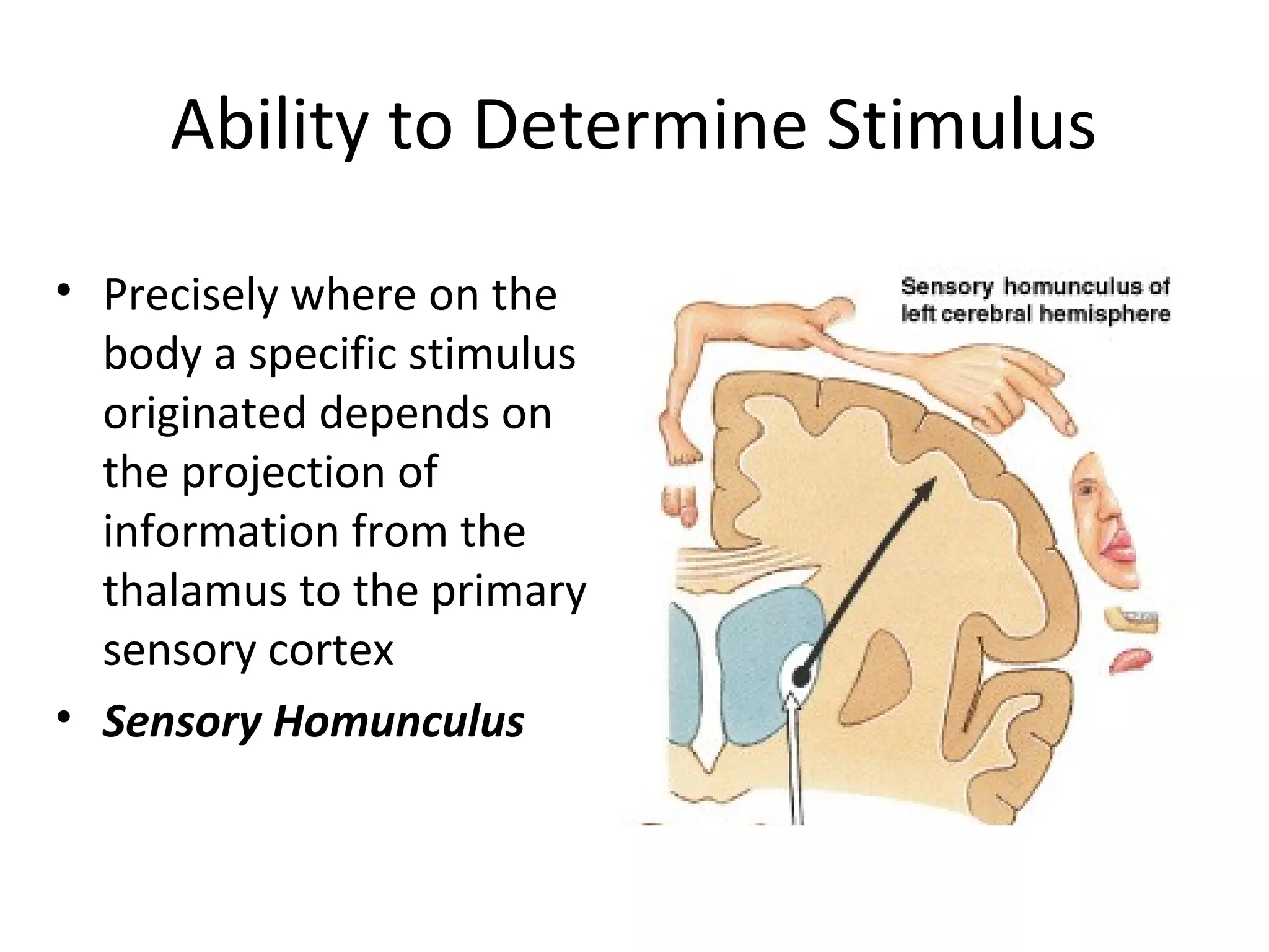 Ch 15 sensory pathways | PPT
