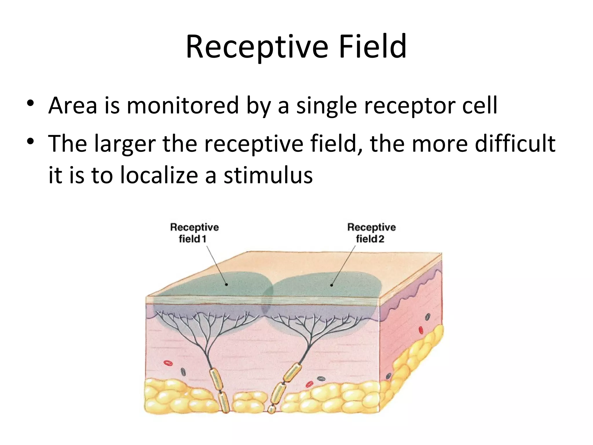 Ch 15 sensory pathways | PPT