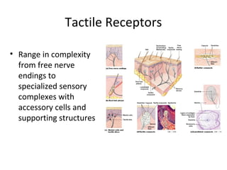 Ch 15 sensory pathways | PPT