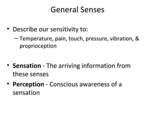 Ch 15 sensory pathways | PPT