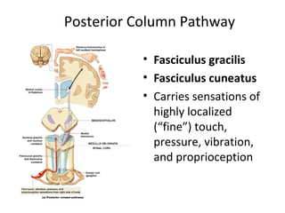Ch 15 sensory pathways | PPT