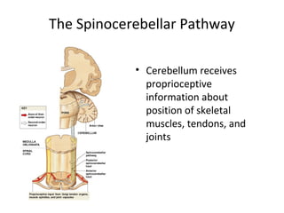 Ch 15 sensory pathways | PPT