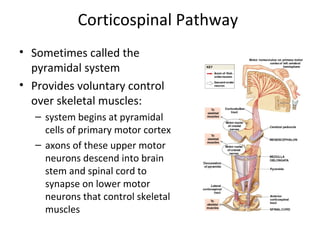 Ch 15 sensory pathways | PPT