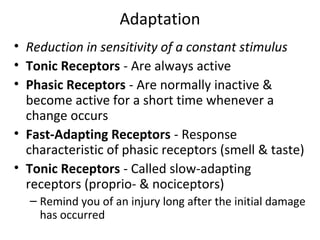 Ch 15 sensory pathways | PPT