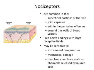 Ch 15 sensory pathways | PPT