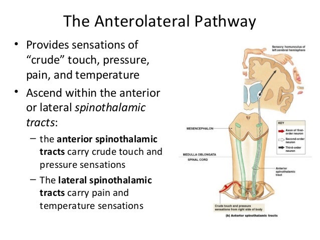 Ch 15 sensory pathways