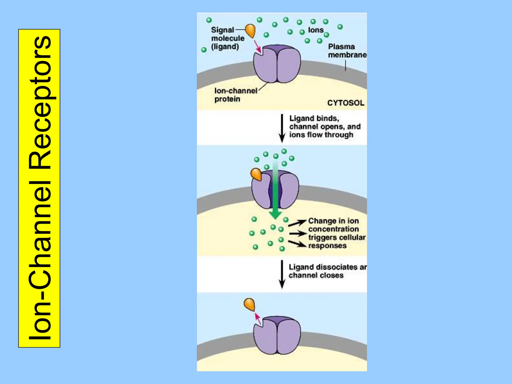 Ch15 Cell Signaling and Communication.ppt