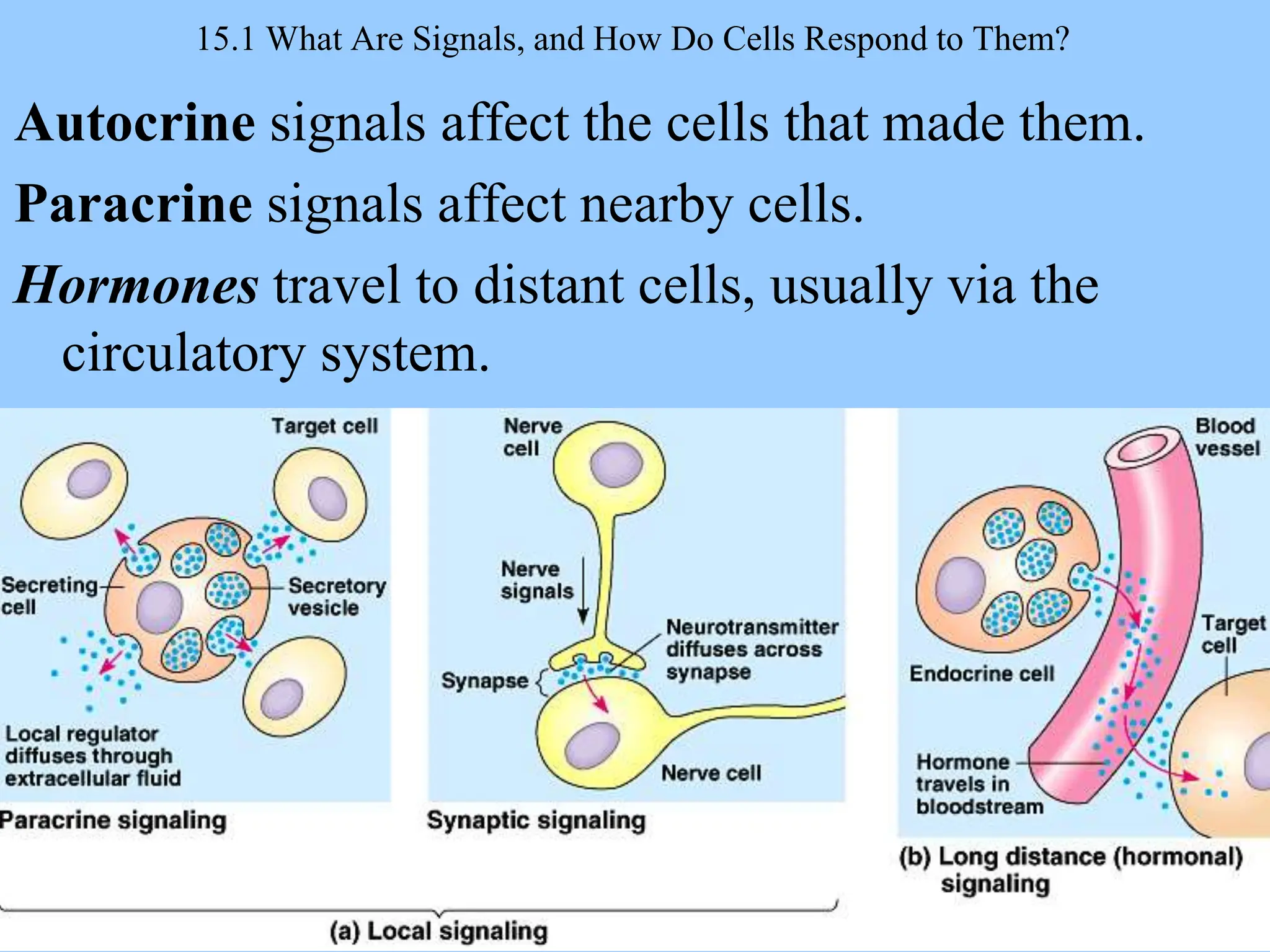 Ch15 Cell Signaling and Communication.ppt