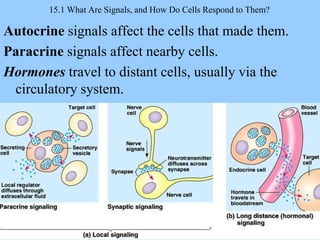 Ch15 Cell Signaling and Communication.ppt