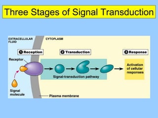 Ch15 Cell Signaling and Communication.ppt