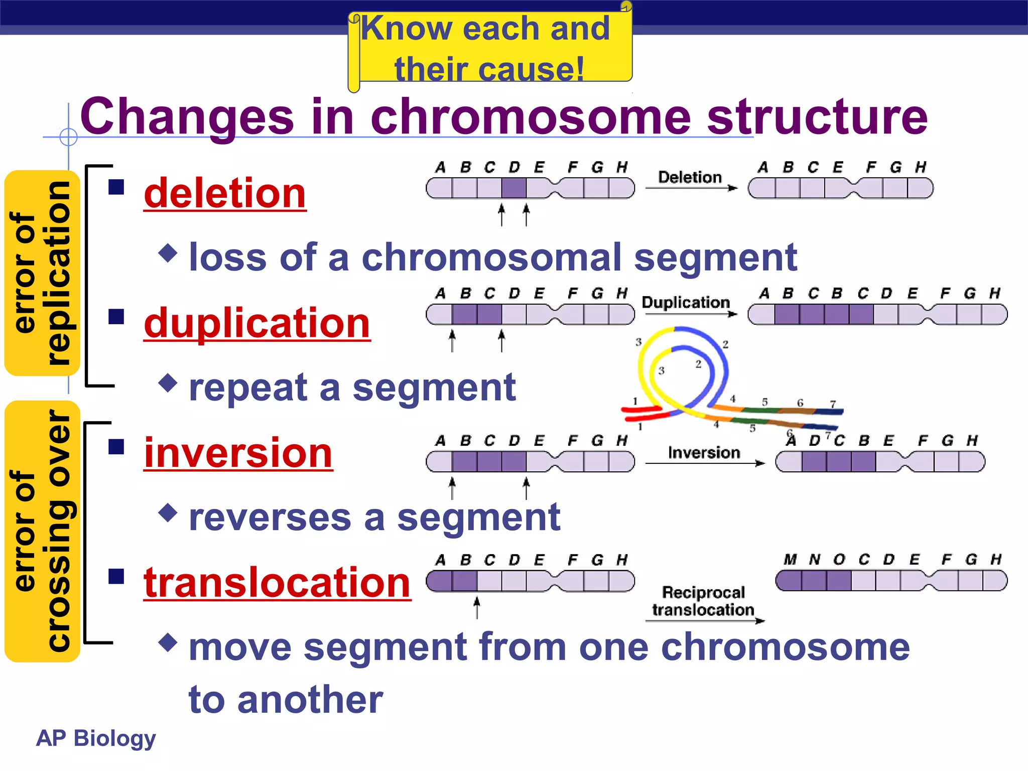 Errors of meiosis | PPT