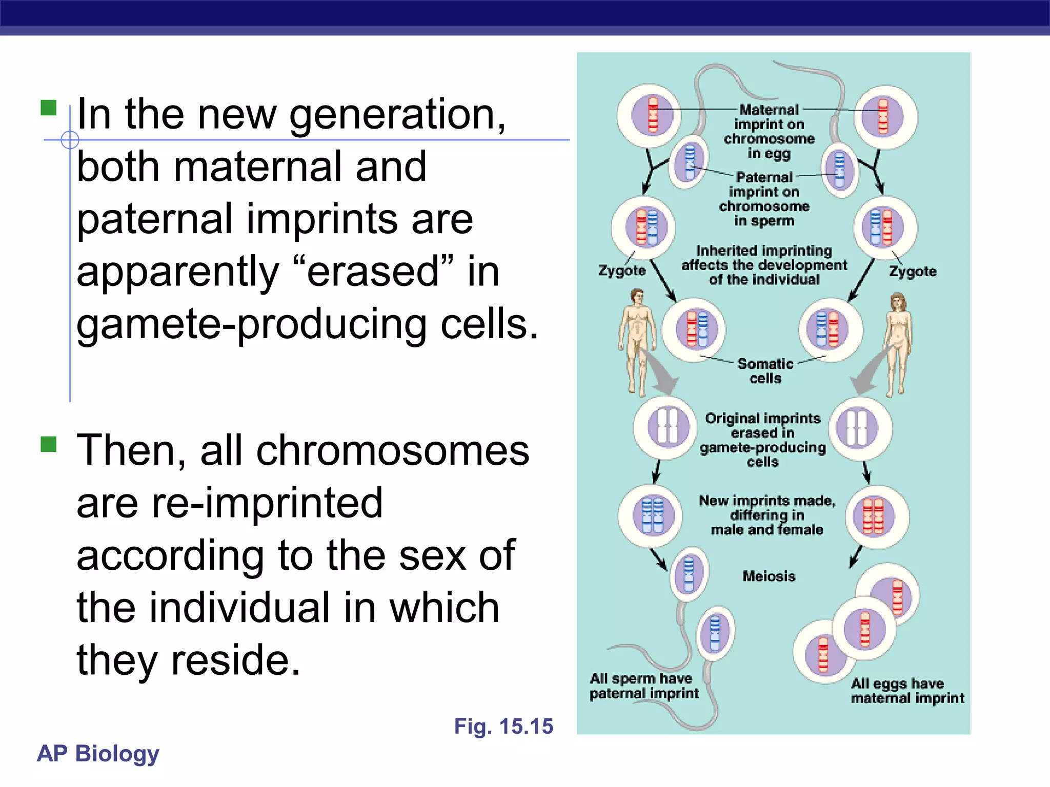 Errors of meiosis | PPT