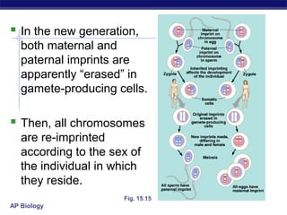 Errors of meiosis | PPT