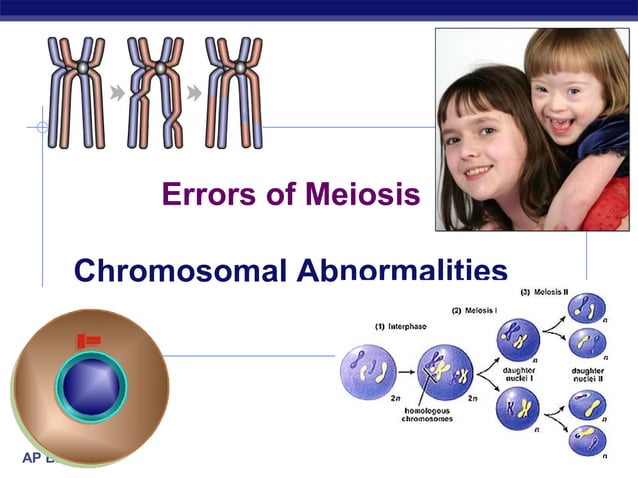 Errors of meiosis | PPT