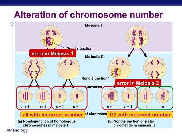Errors of meiosis