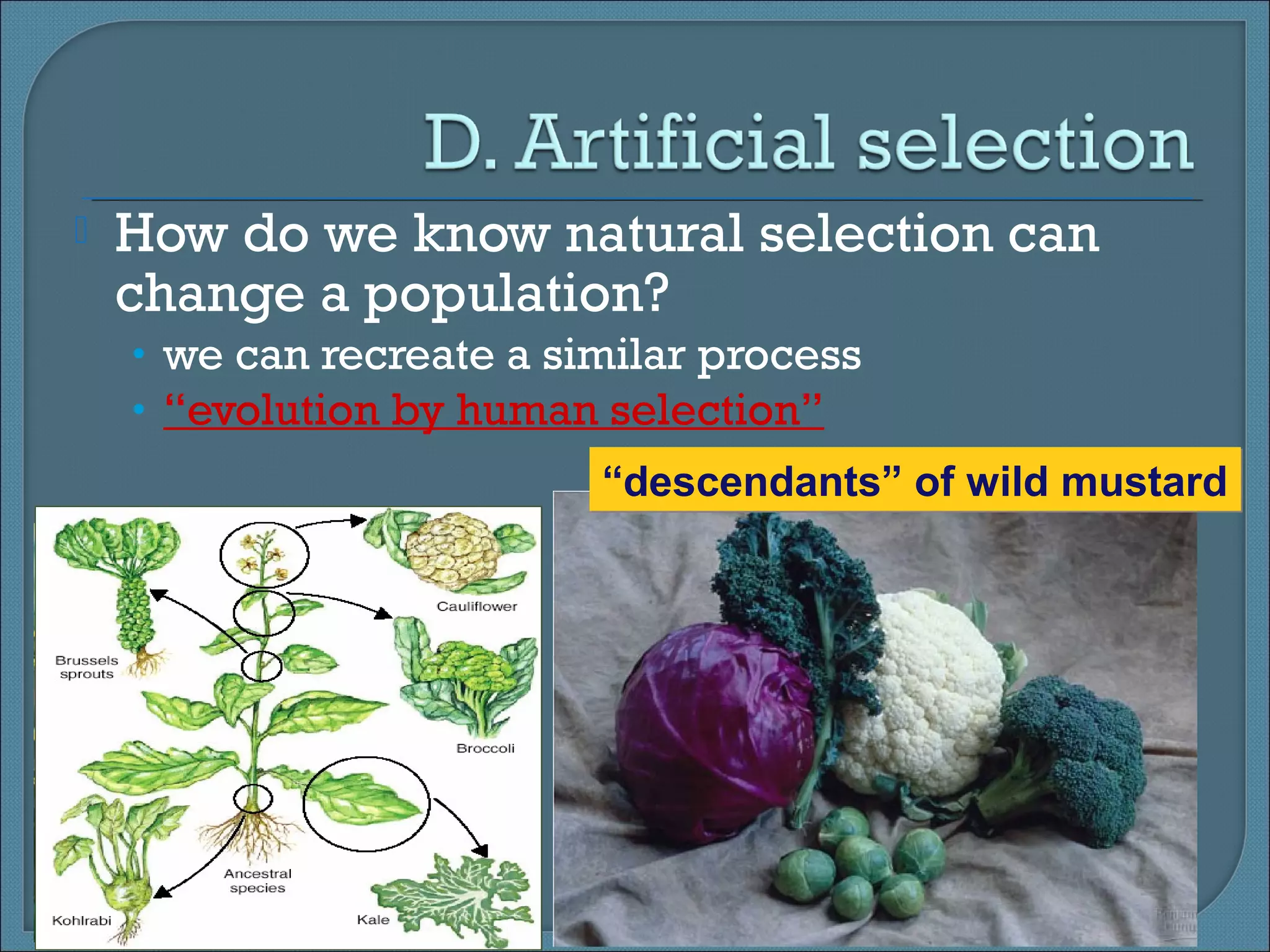 Ch 15 evolution 1 8-2013 | PPT | Geology | Science