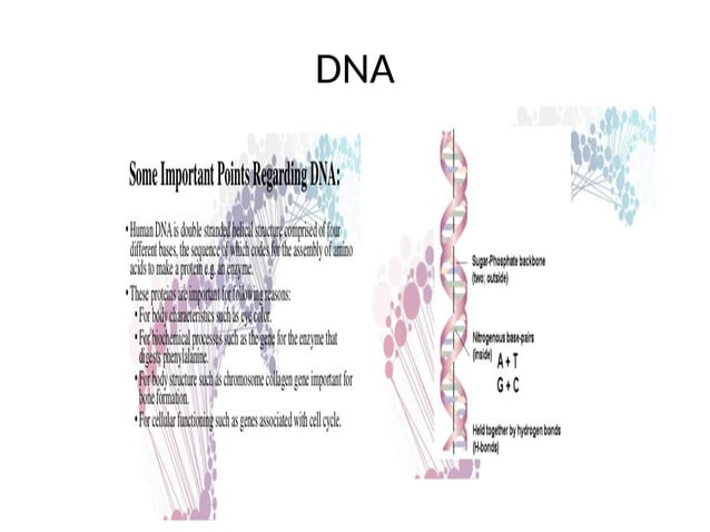 Inheritance and Genetics in Human Beings.pptx