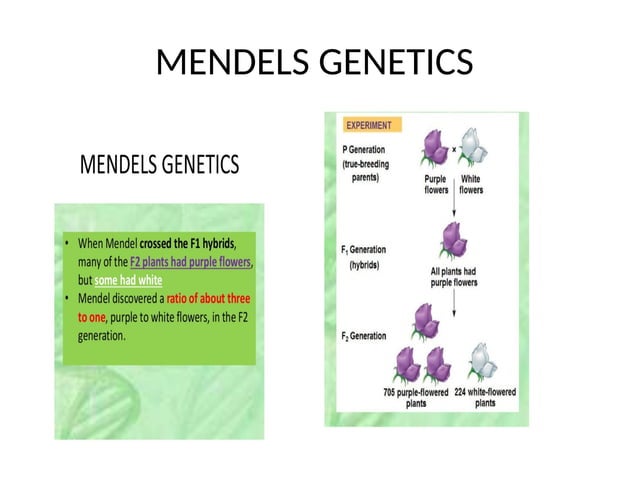 Inheritance and Genetics in Human Beings.pptx