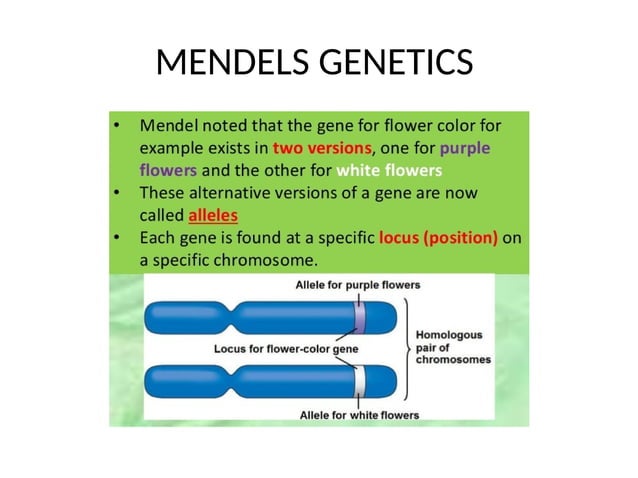 Inheritance and Genetics in Human Beings.pptx