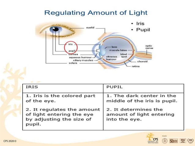 Ch15 Light Reflection Refraction Light Energy Pptx