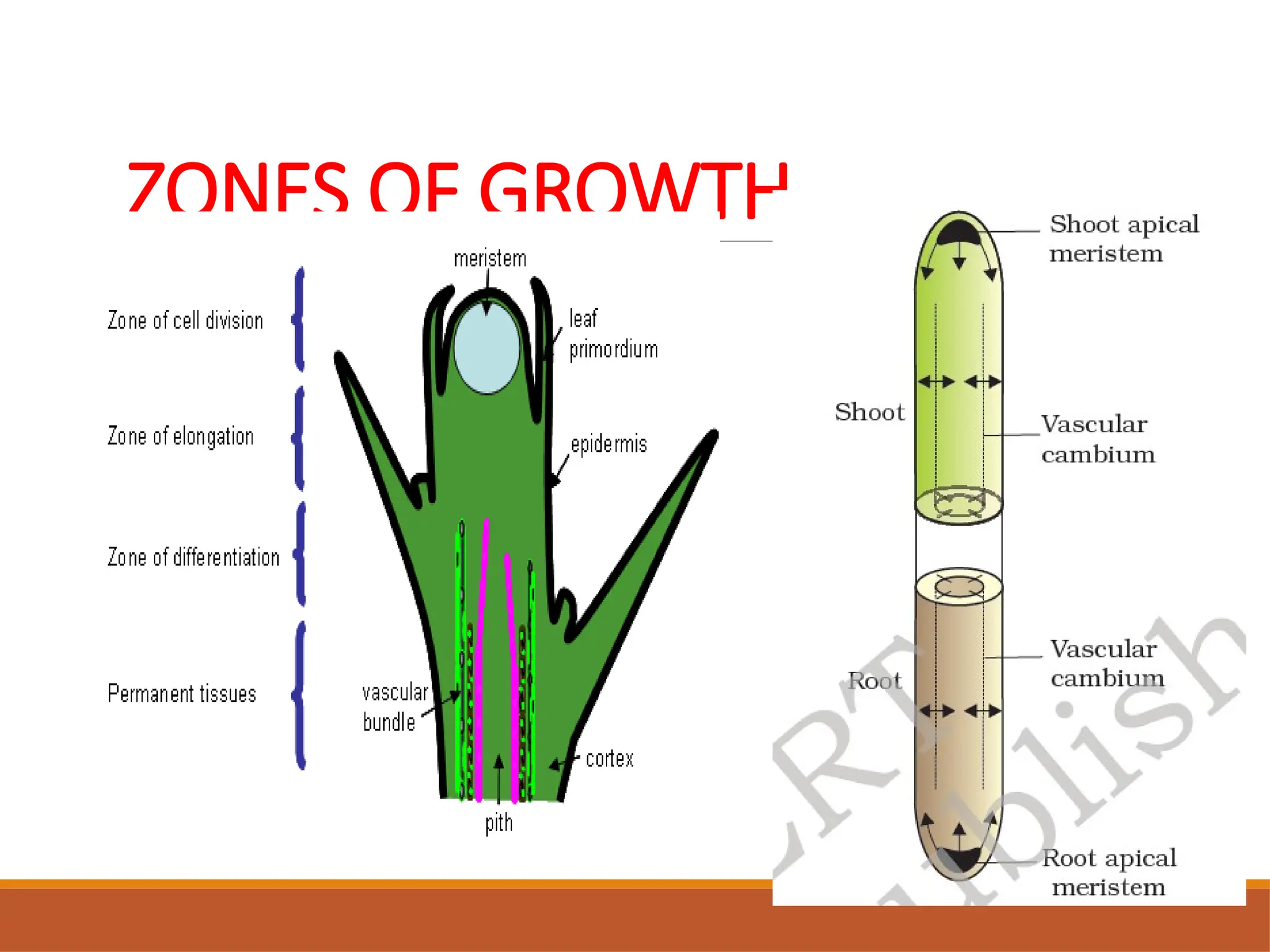 Ch 15 Plant Growth and Development 1.pptx