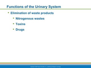 Ch15ppt urinary honors | PPT