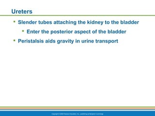 Ch15ppt urinary standard | PPT