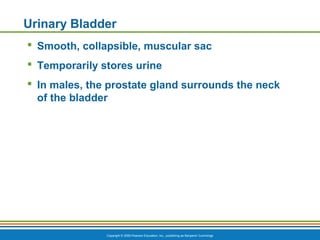 Ch15ppt urinary standard | PPT