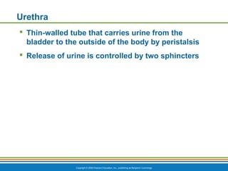 Ch15ppt urinary standard | PPT