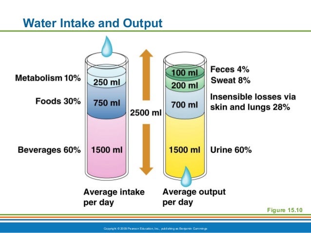 Ch15ppt urinary standard