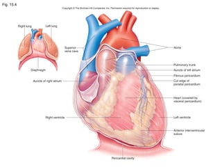 Chapter 15: Cardiovascular System Hole's Human Anatomy and Physiology | PPT