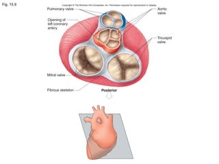 Chapter 15: Cardiovascular System Hole's Human Anatomy and Physiology | PPT