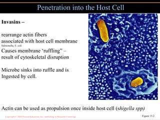 Ch15 Tolli | PPT | Infectious Diseases | Diseases and Conditions