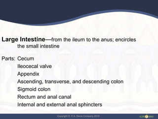 Ch 16 Digestive system | PPT