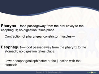 Ch 16 Digestive system | PPT