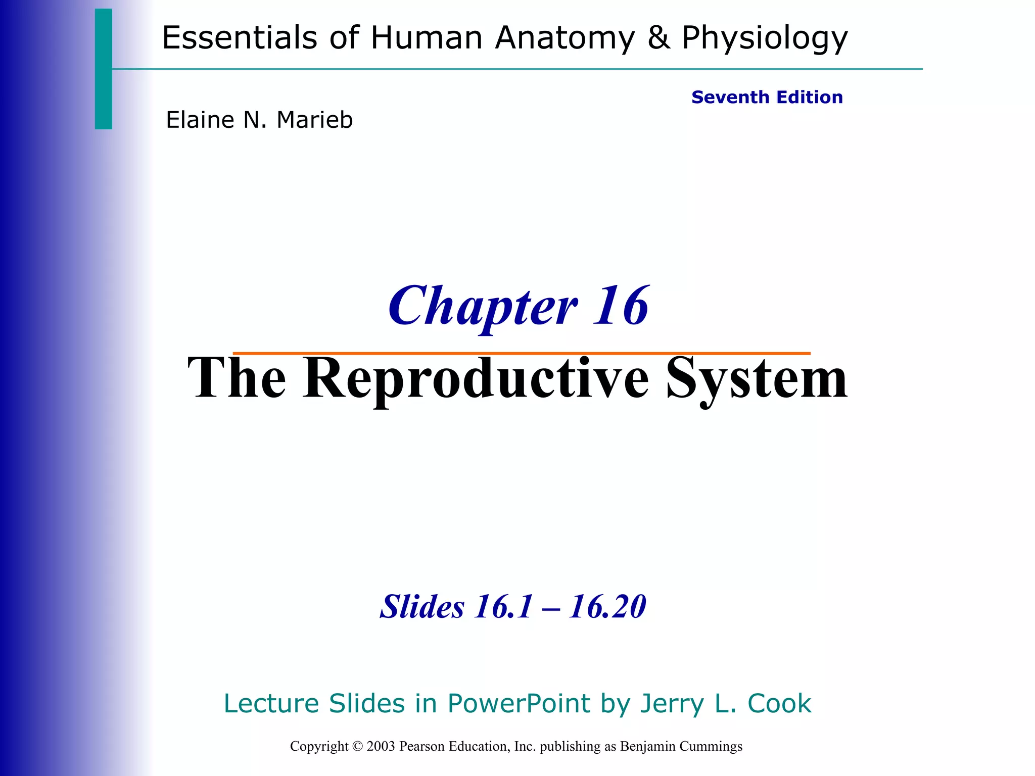 Male Reproductive System | PPT