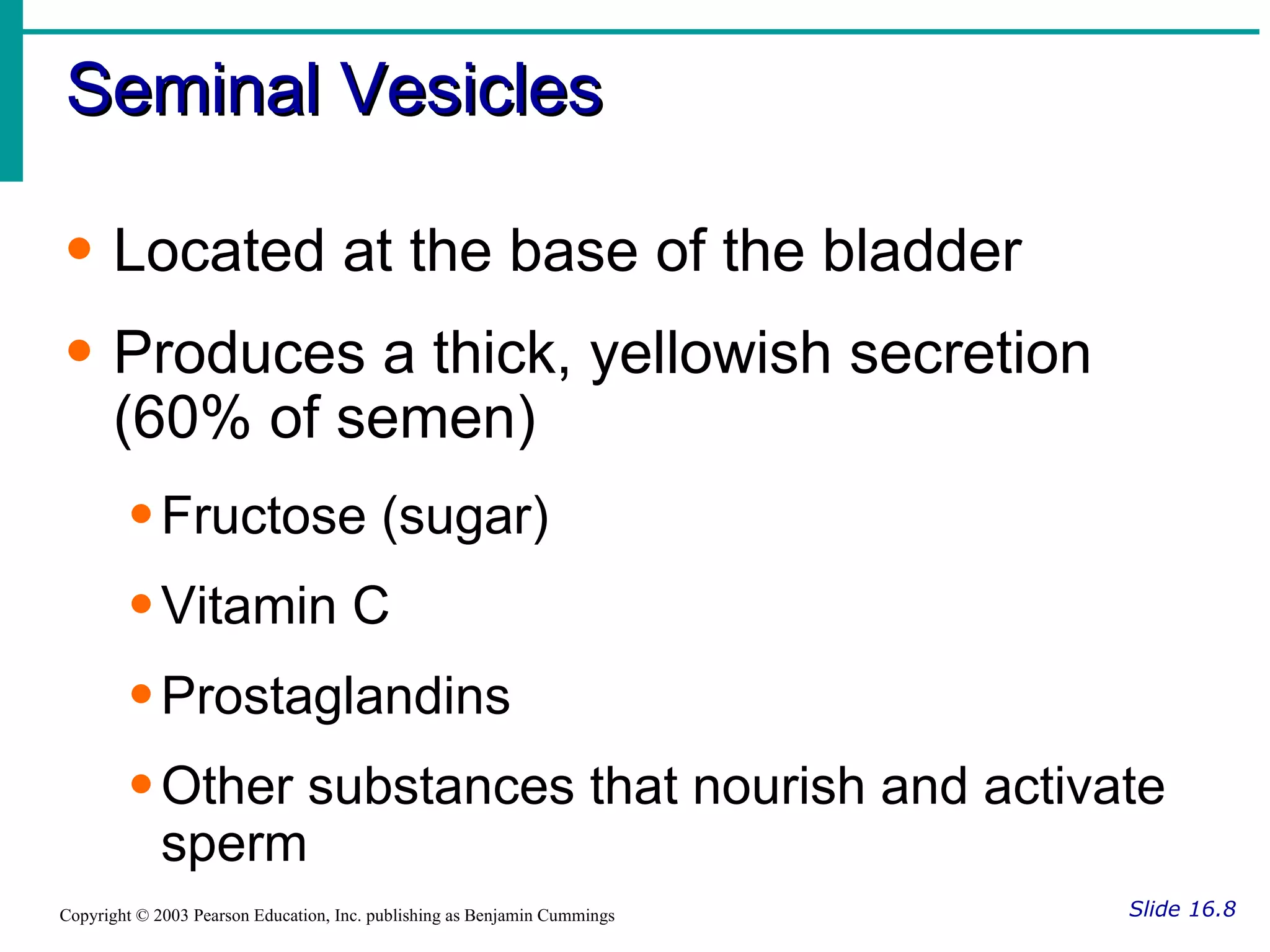 Male Reproductive System | PPT