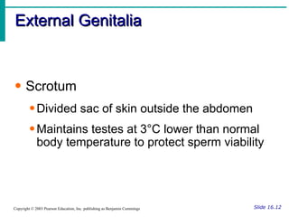 Male Reproductive System | PPT