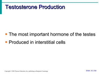 Male Reproductive System | PPT