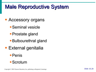 Male Reproductive System | PPT